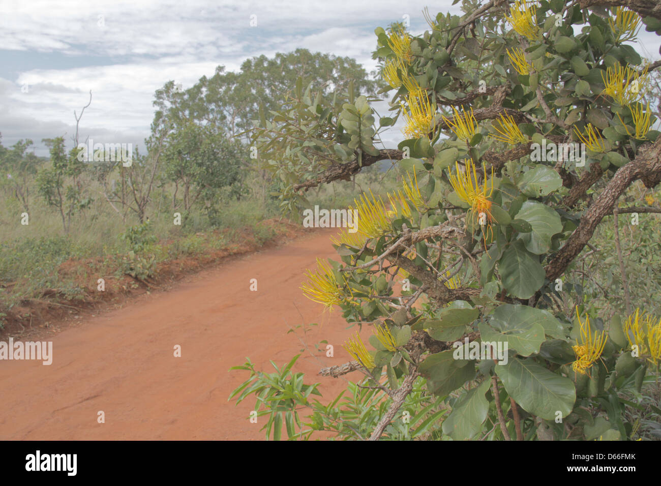 Mountain Cerrado vegetation and dirt road Brazil Stock Photo - Alamy