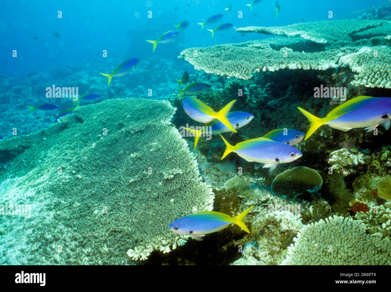 Shoals of Blue Cisios,Sipadan May 1992 Underwater Slide Conversions,one ...