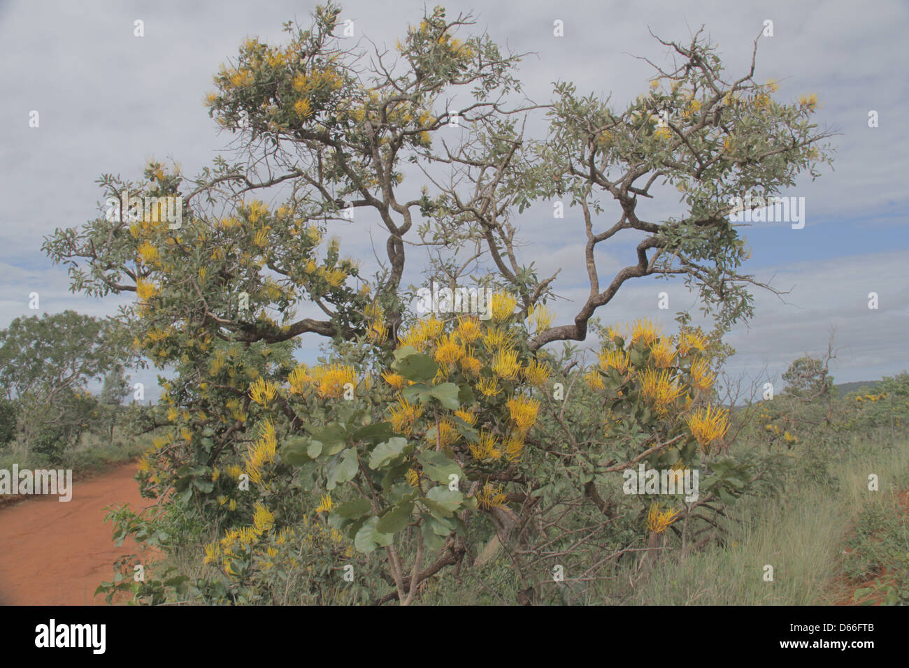 Mountain Cerrado vegetation flowers at Chapada dos Veadeiros Central ...