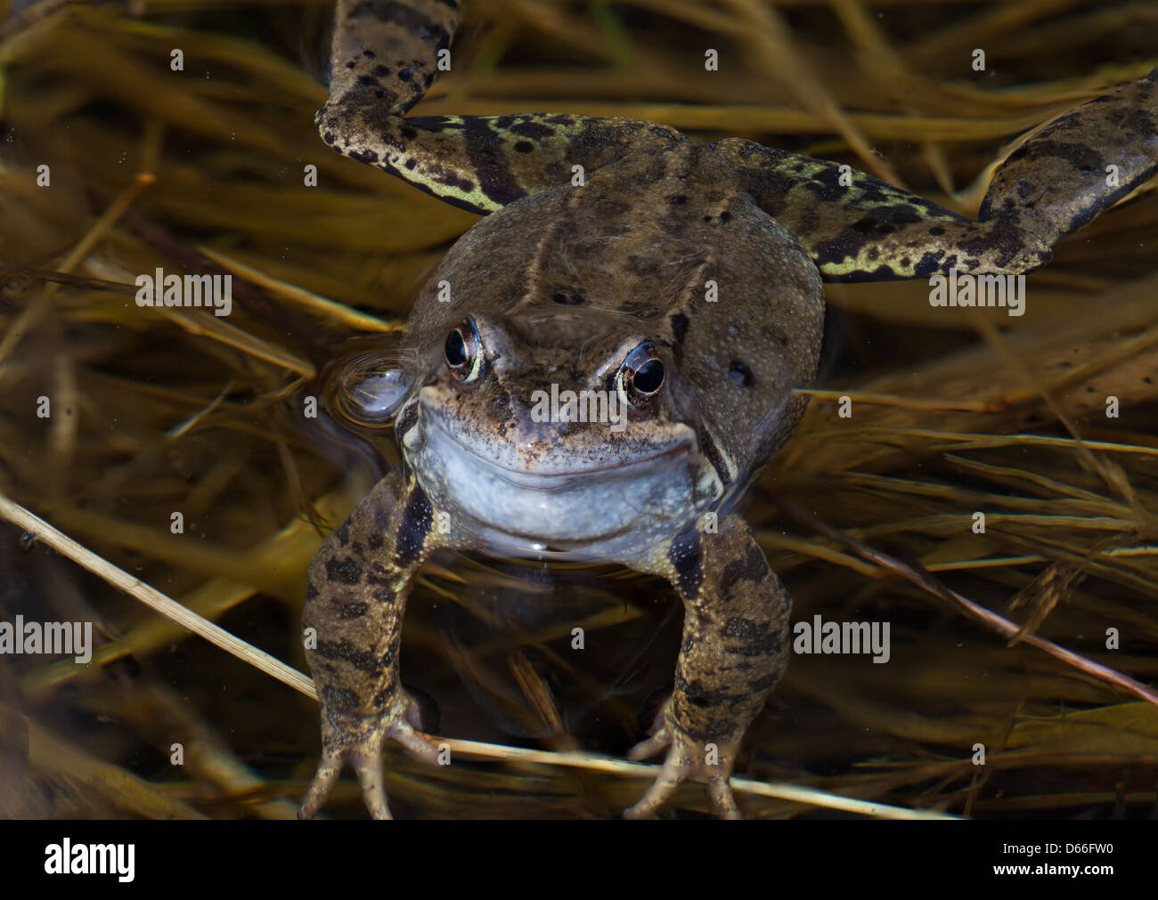 Frog wildlife hi-res stock photography and images - Alamy