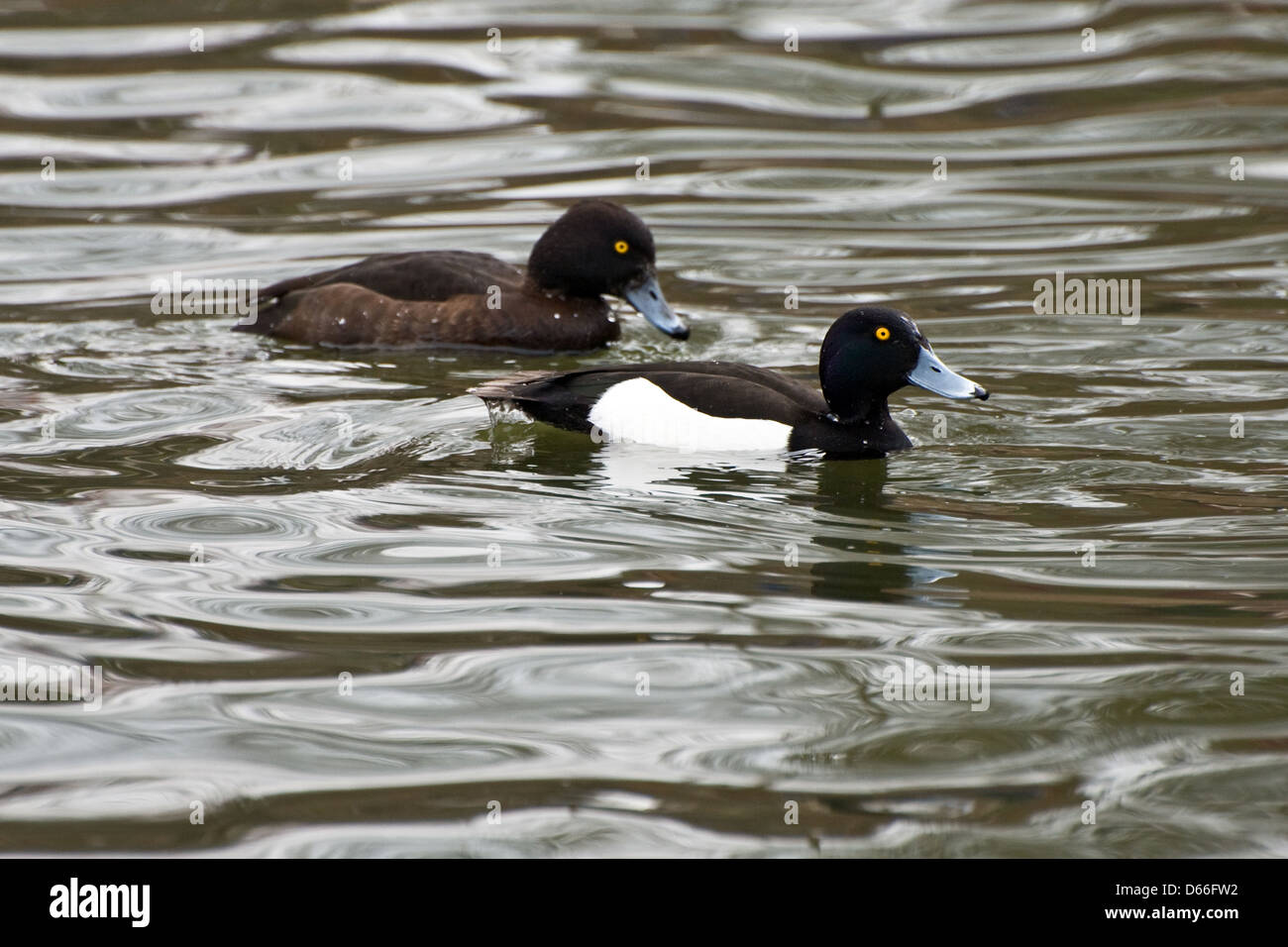 Pair of Tufted ducks Stock Photo - Alamy