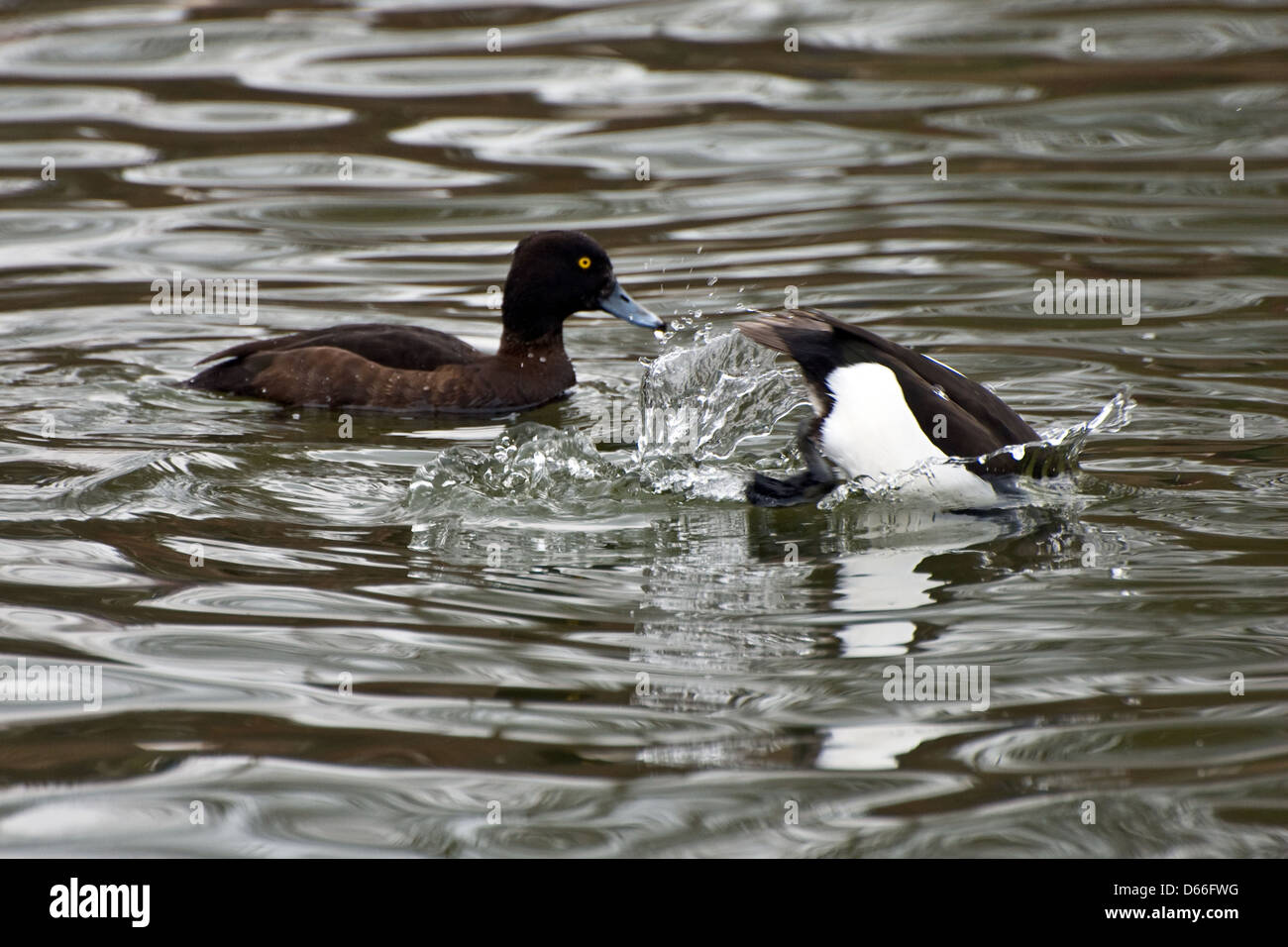 Pair of tufted ducks the male diving Stock Photo - Alamy