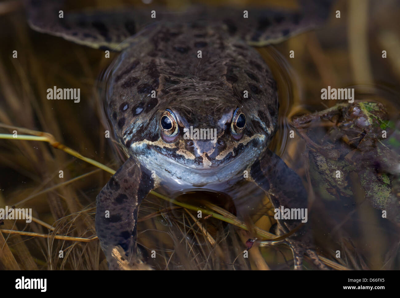 Frog wildlife hi-res stock photography and images - Alamy