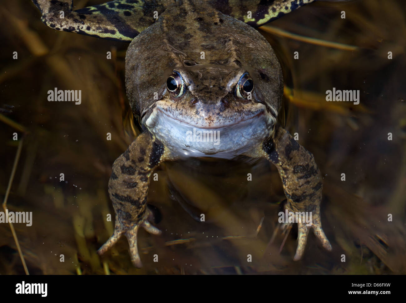Frog wildlife hi-res stock photography and images - Alamy