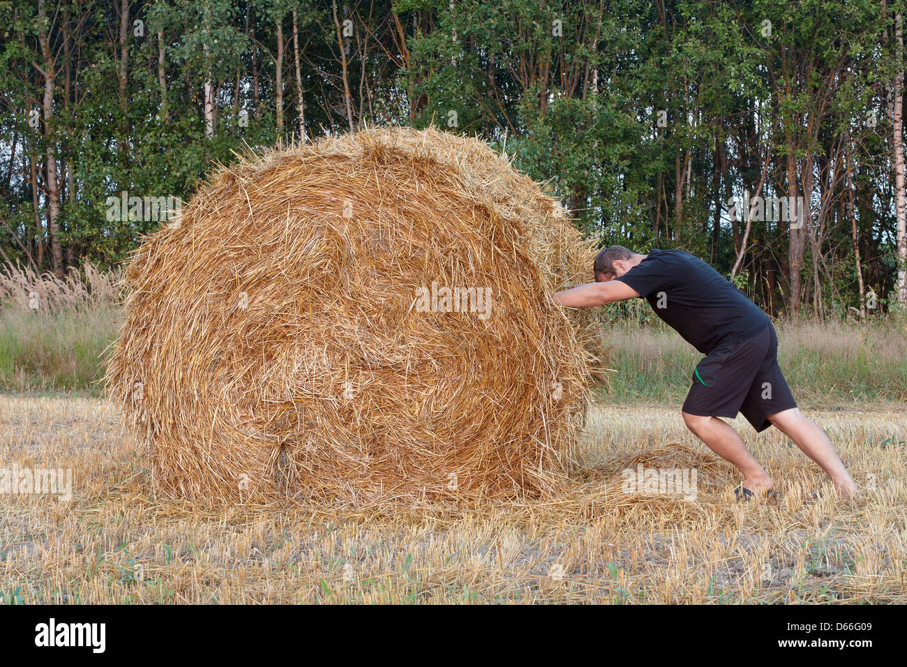 man in a tank top and shorts pushing haystack Stock Photo - Alamy