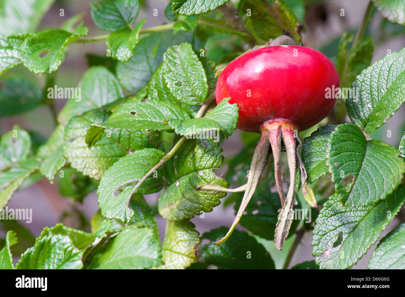 ripe hip roses on branch with leaves, on green background Stock Photo ...