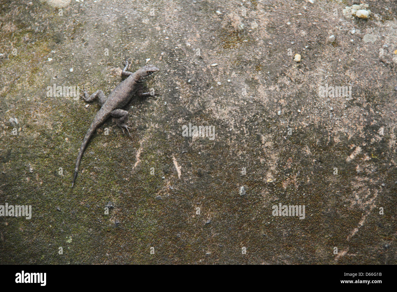 Brazilian fauna, reptile, lizard Stock Photo - Alamy