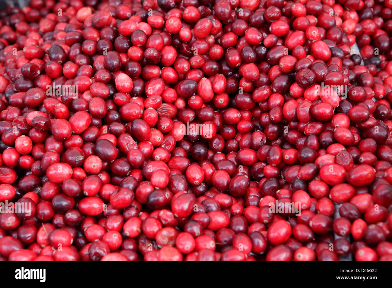 Bunch fresh cranberries hi-res stock photography and images - Alamy