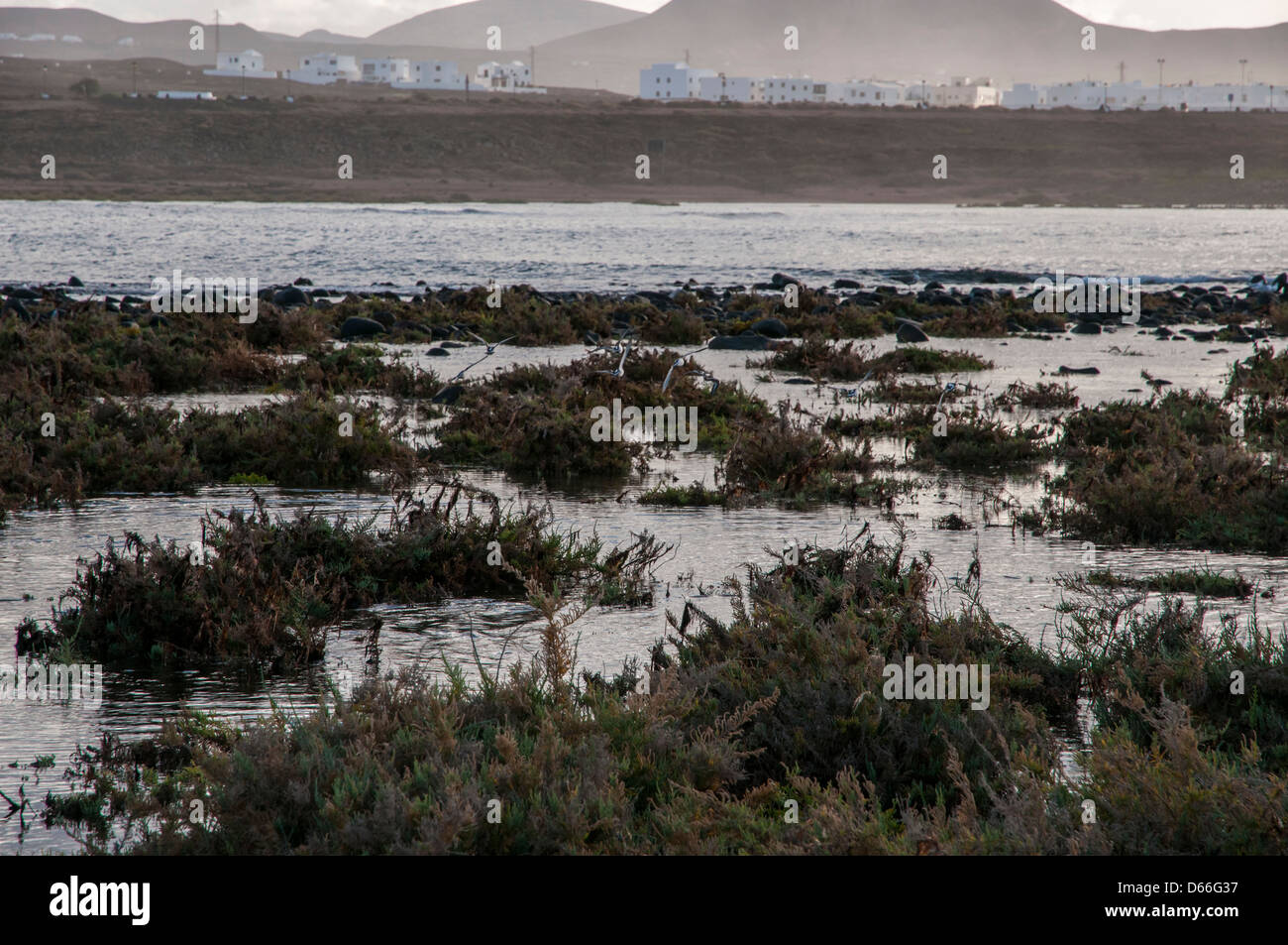Lanzarote wildlife hi-res stock photography and images - Alamy