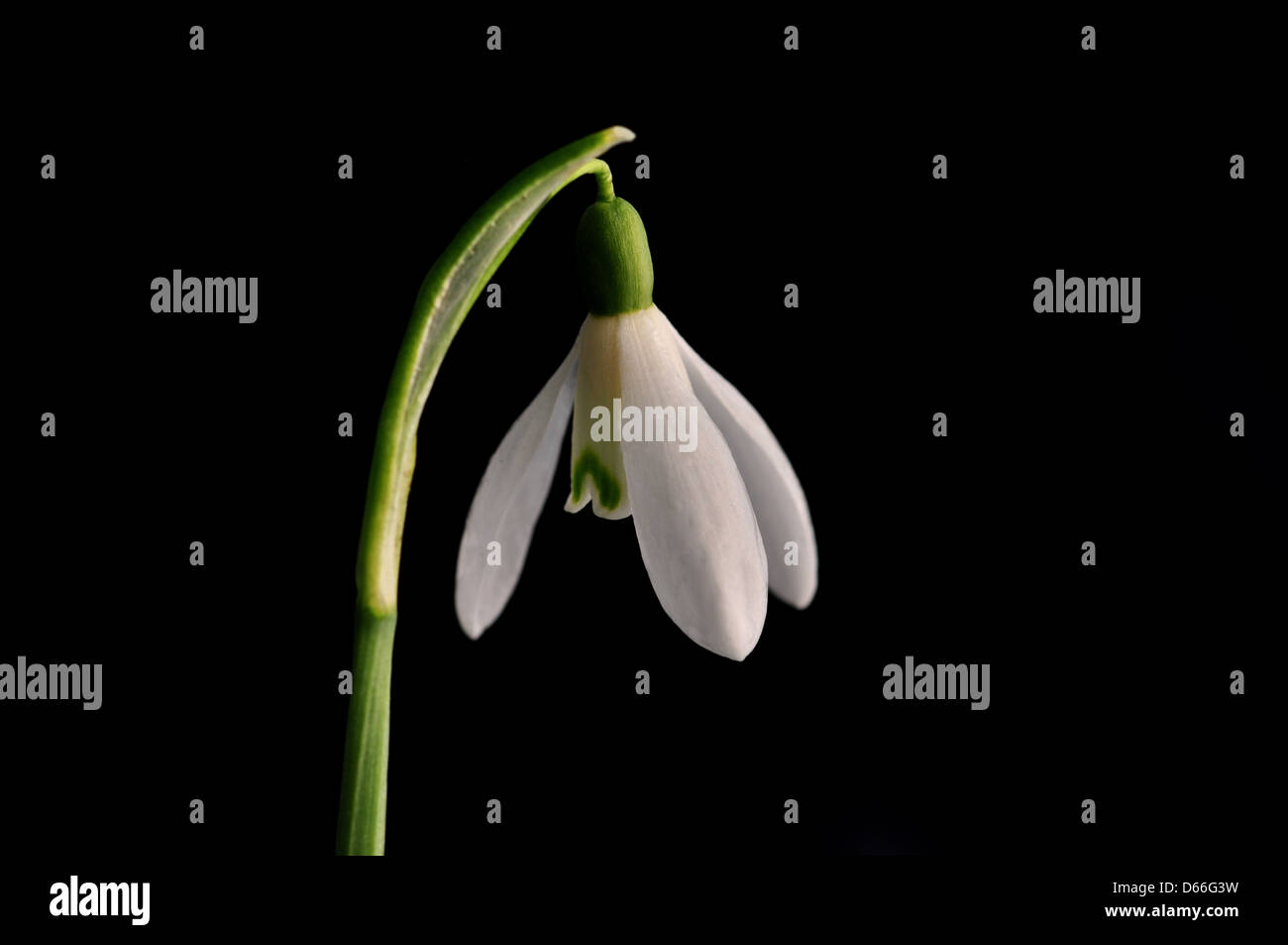 Single snowdrop on black background Stock Photo - Alamy