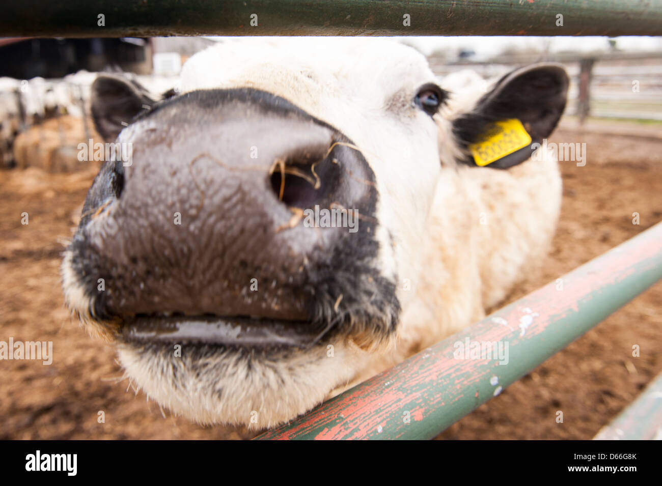 Vowley farm royal wootton bassett hi-res stock photography and images ...