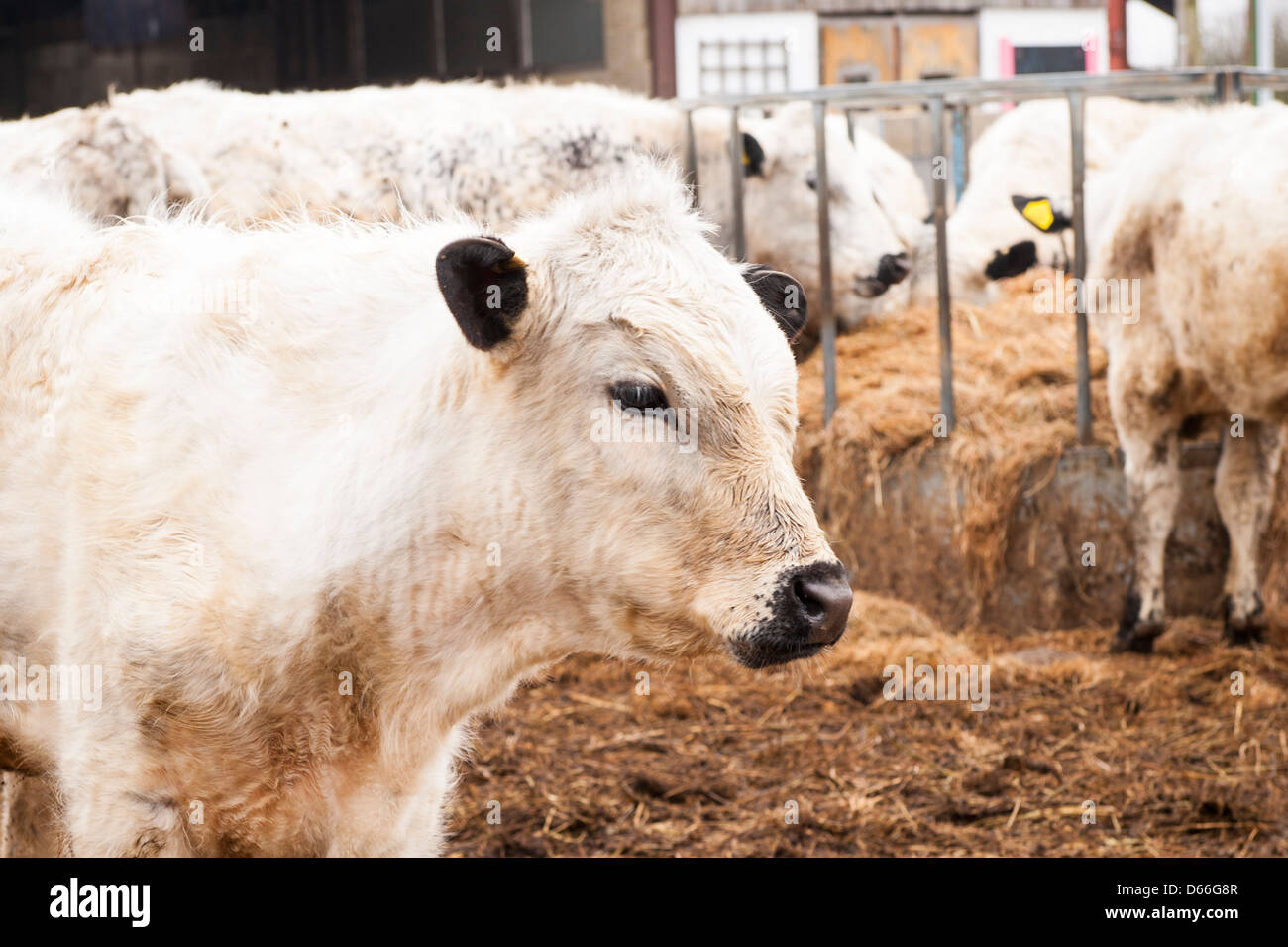Vowley Farm Royal Wootton Bassett High Resolution Stock Photography and ...