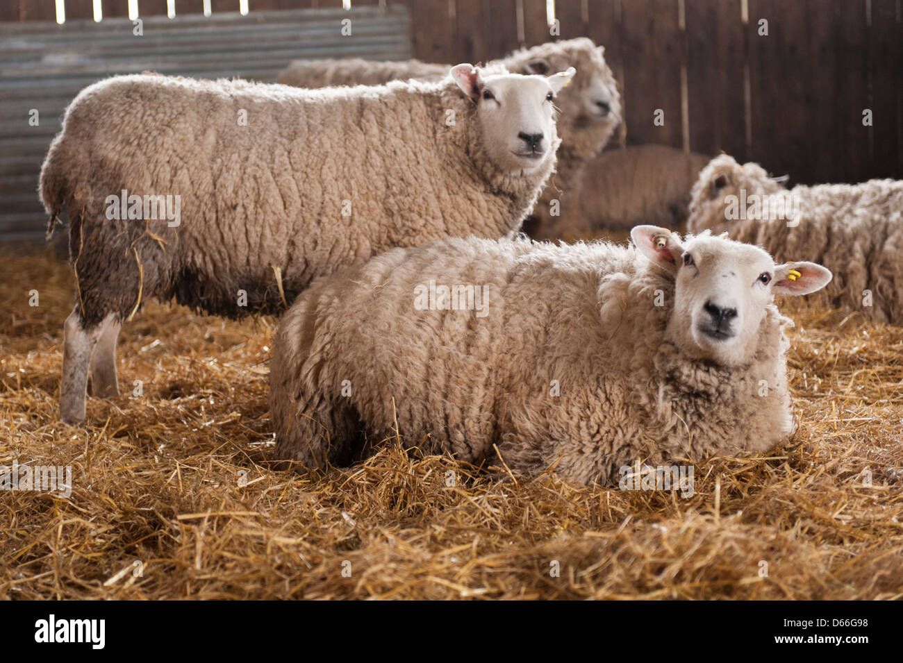Welsh breed of sheep hi-res stock photography and images - Alamy