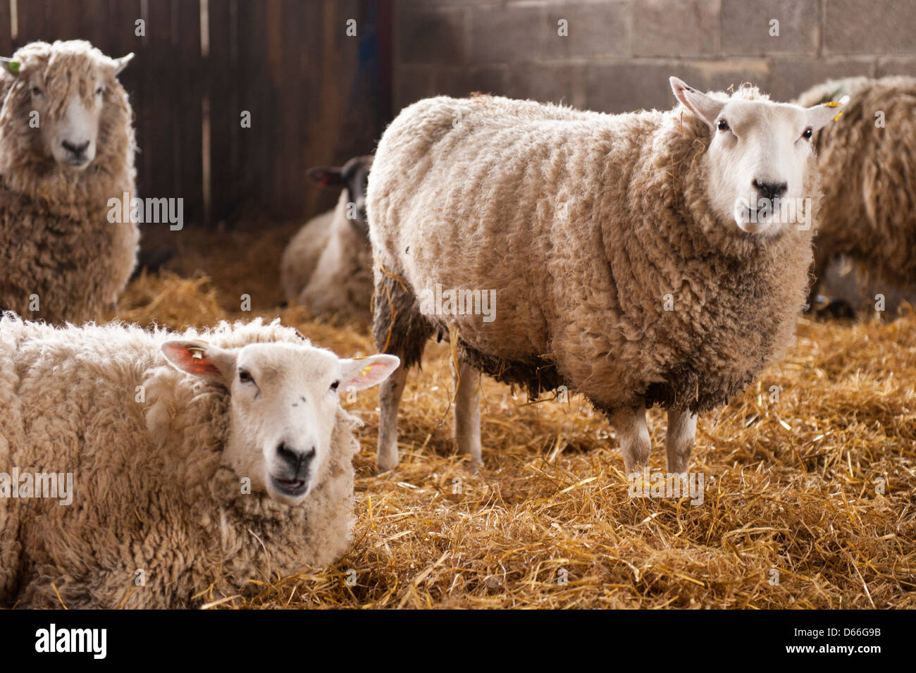 White face sheep hi-res stock photography and images - Alamy