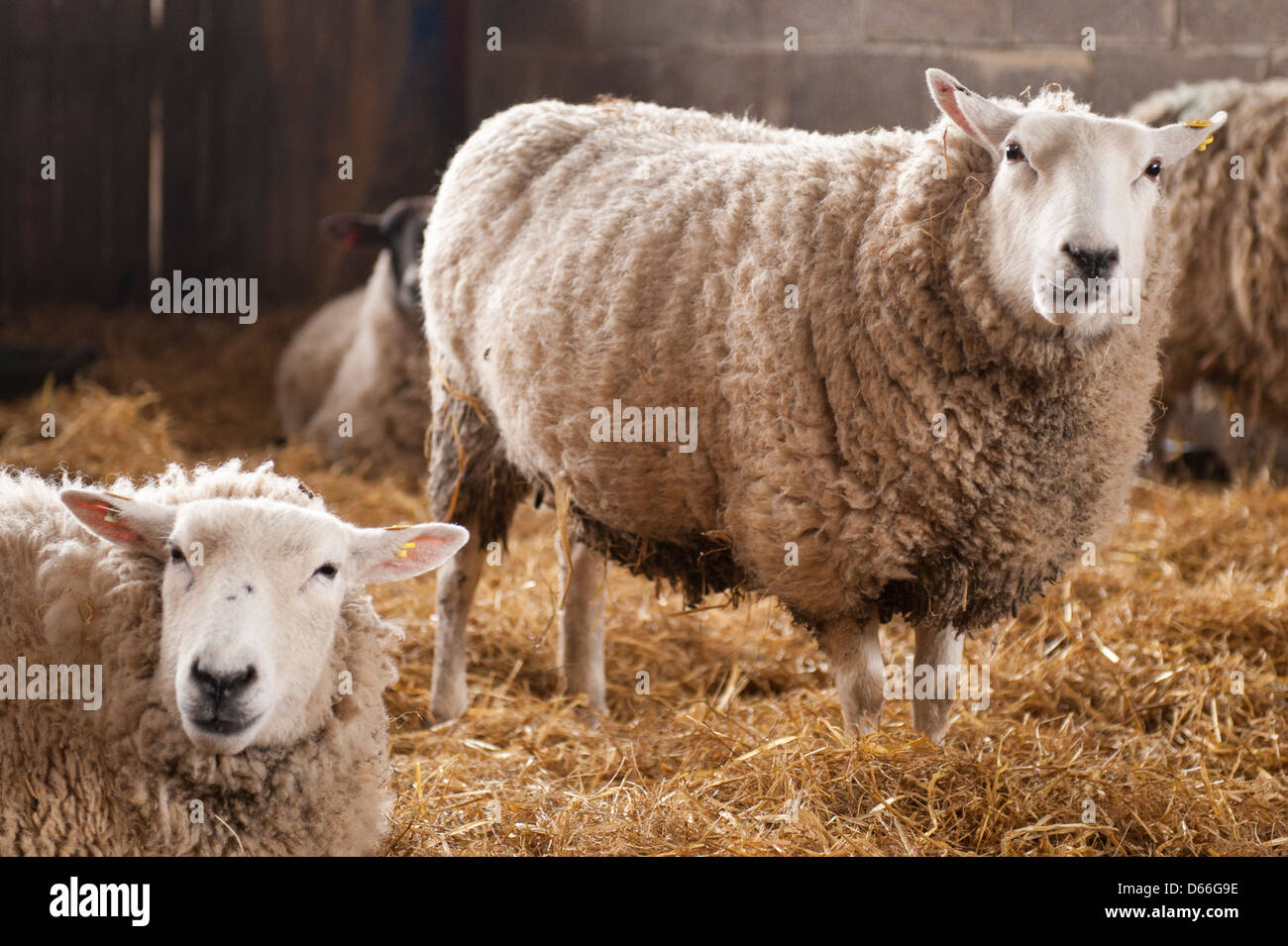 Vowley Farm Royal Wootton Bassett High Resolution Stock Photography and ...