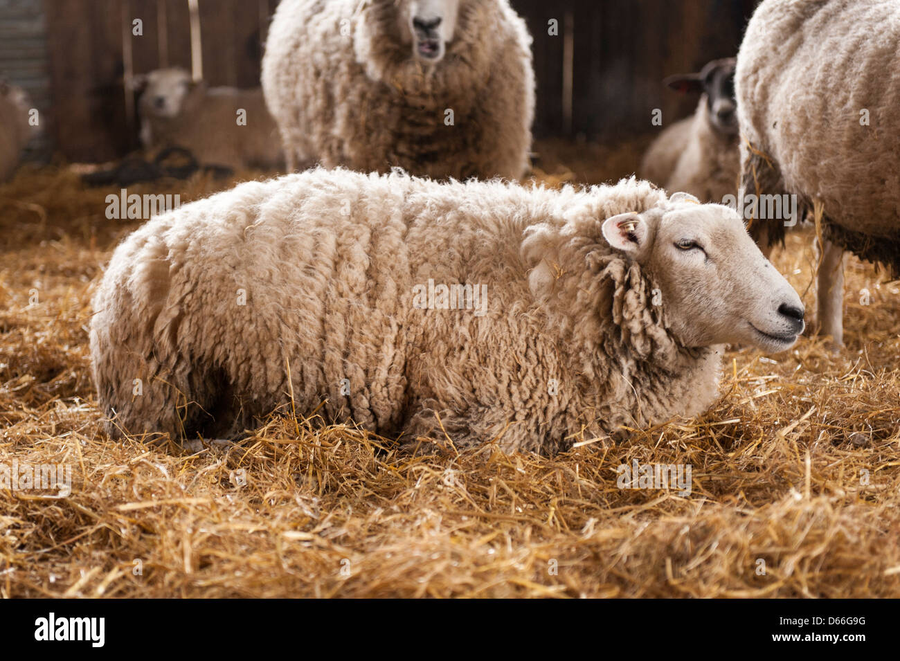 Vowley farm royal wootton bassett hi-res stock photography and images ...