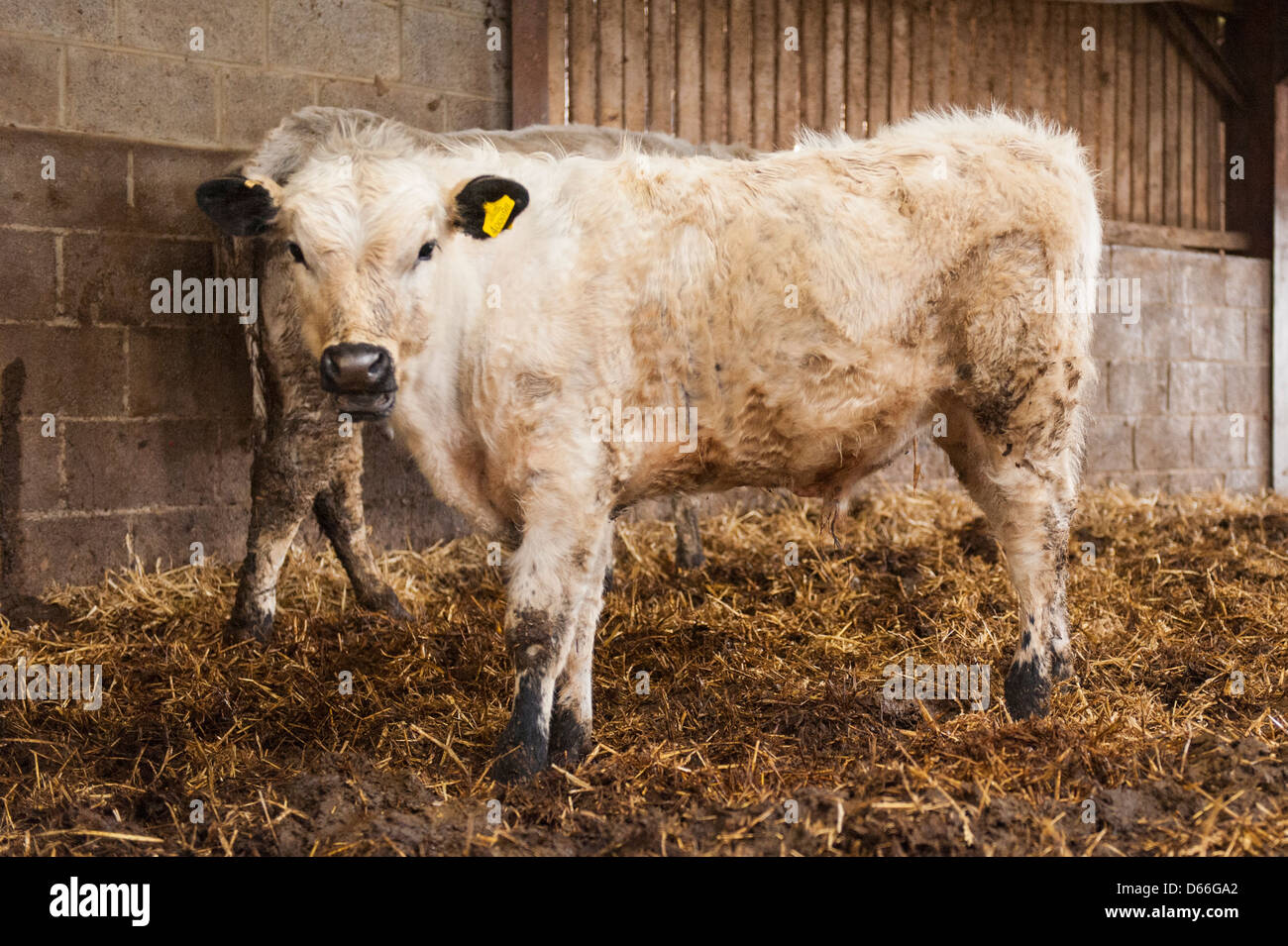 Vowley Farm Royal Wootton Bassett Wilts British White Whites cow cows ...