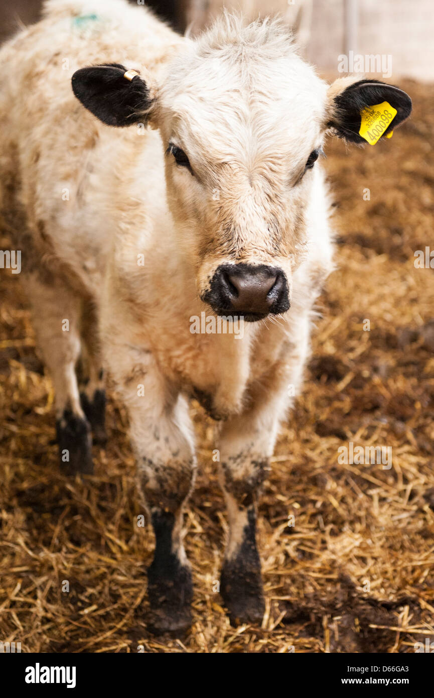 Vowley Farm Royal Wootton Bassett Wilts British White Whites cow cows ...