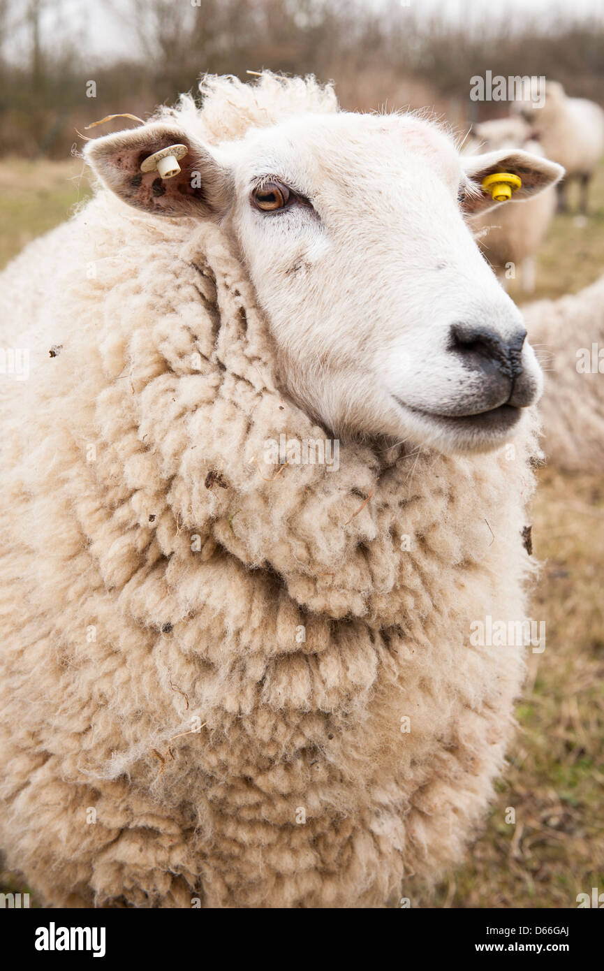 Vowley Farm , Royal Wootton Bassett Wilts ewe sheep Lleyn or Dafad Llyn ...