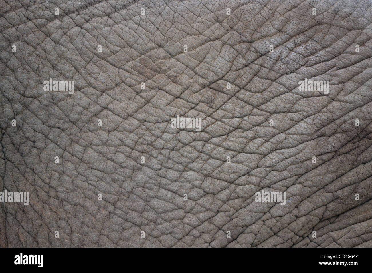 African Elephant skin Stock Photo - Alamy