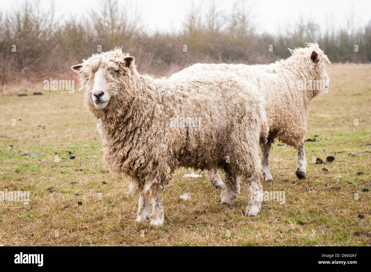 Cotswold sheep lion hi-res stock photography and images - Alamy