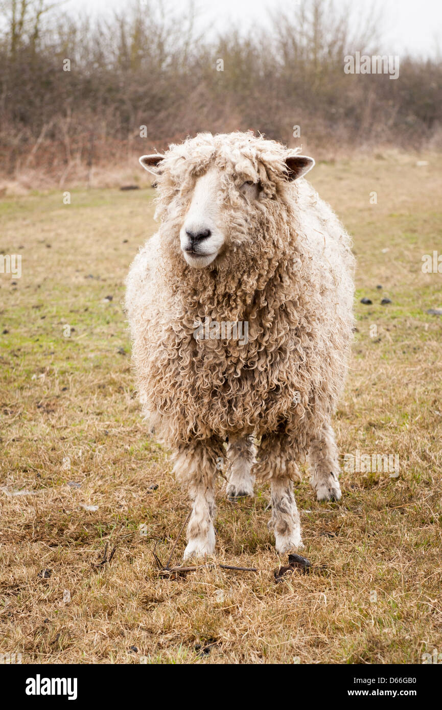 Cotswold Ewe High Resolution Stock Photography and Images - Alamy