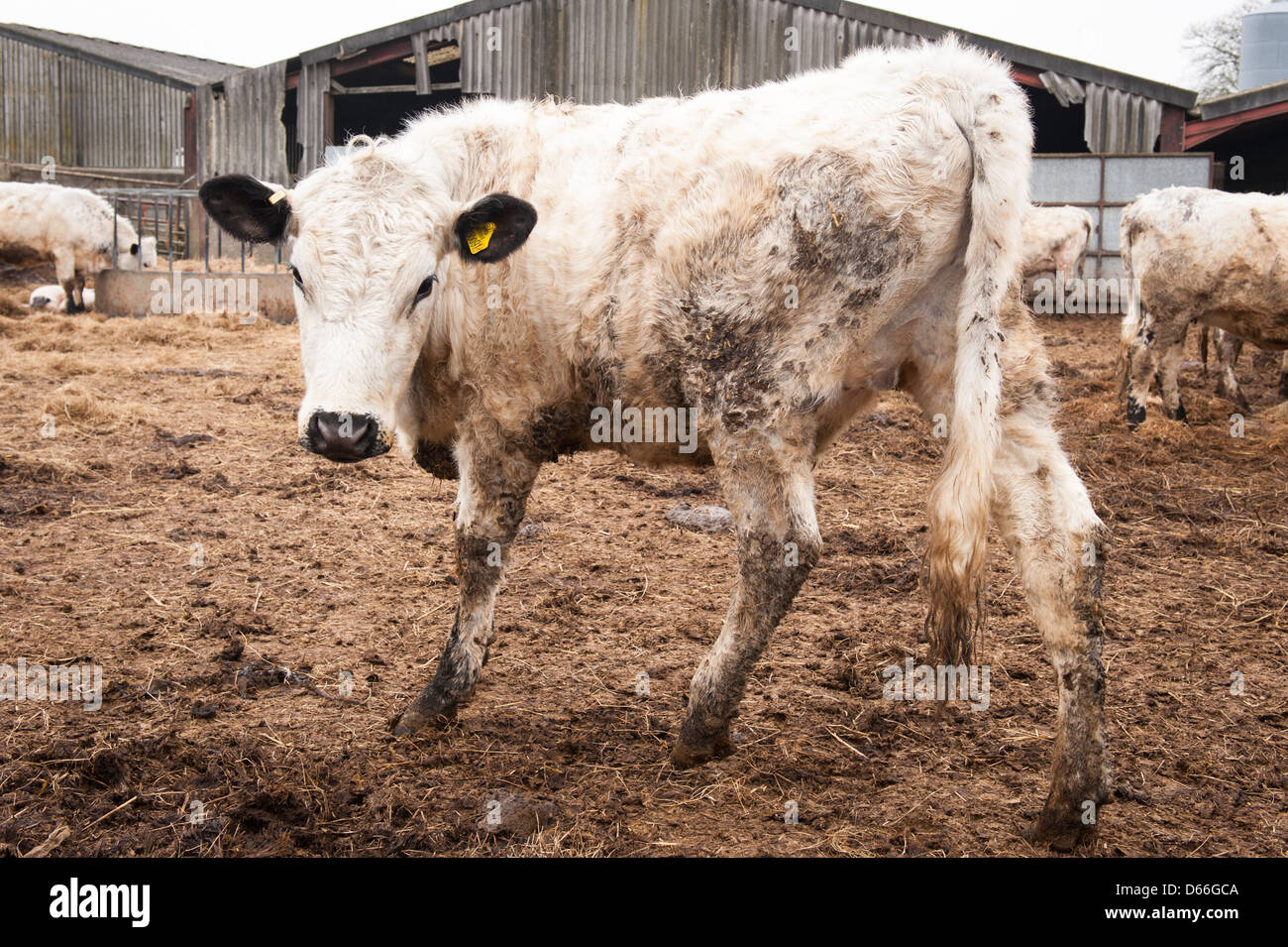 Vowley Farm , Royal Wootton Bassett , Wilts , British White Whites cow ...