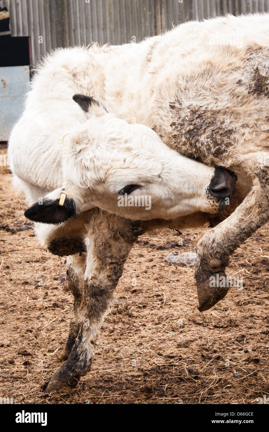 Vowley Farm , Royal Wootton Bassett , Wilts , British White Whites cow ...