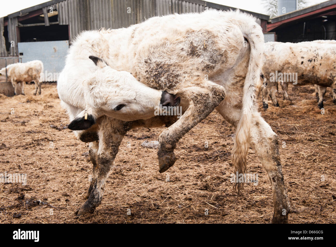 Vowley Farm Royal Wootton Bassett High Resolution Stock Photography and ...
