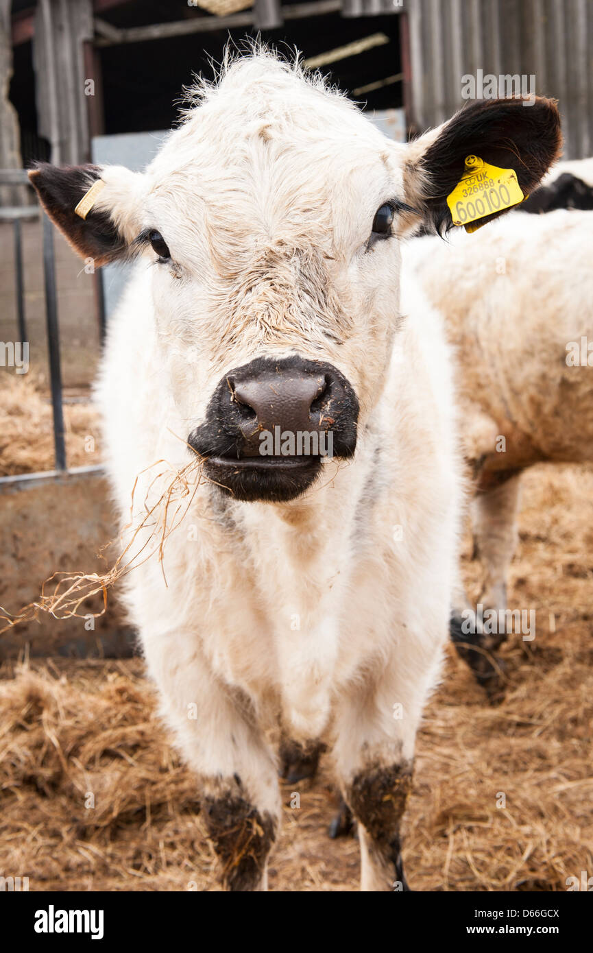 Vowley Farm , Royal Wootton Bassett , Wilts , British White Whites cow ...