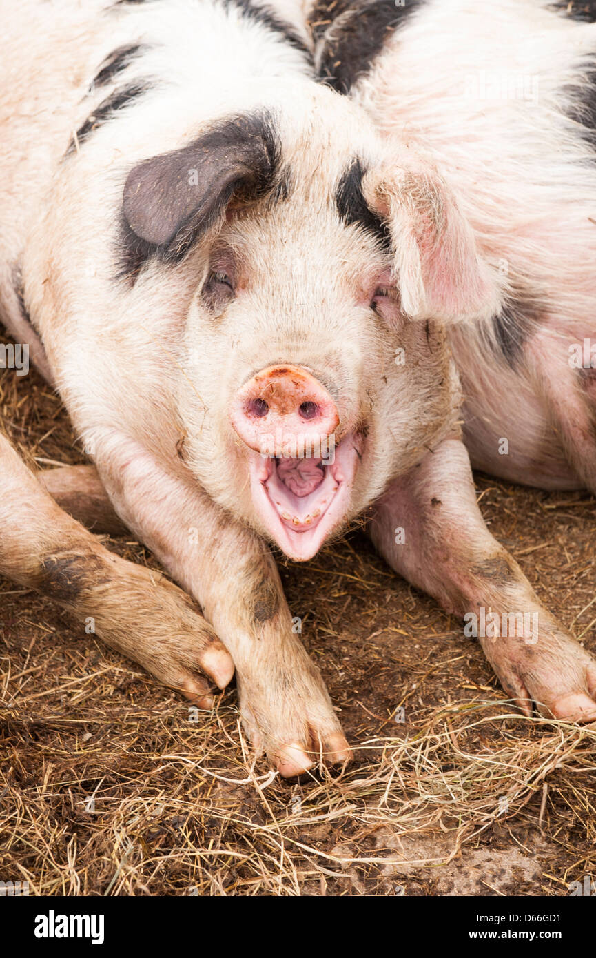 Gloucester old spot sow hi-res stock photography and images - Alamy