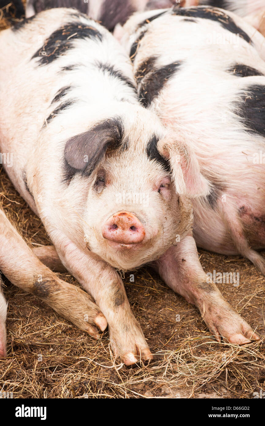 Vowley Farm Royal Wootton Bassett Wilts English Gloucester Old Spot ...