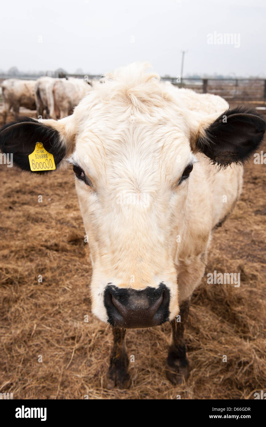Vowley farm royal wootton bassett hi-res stock photography and images ...