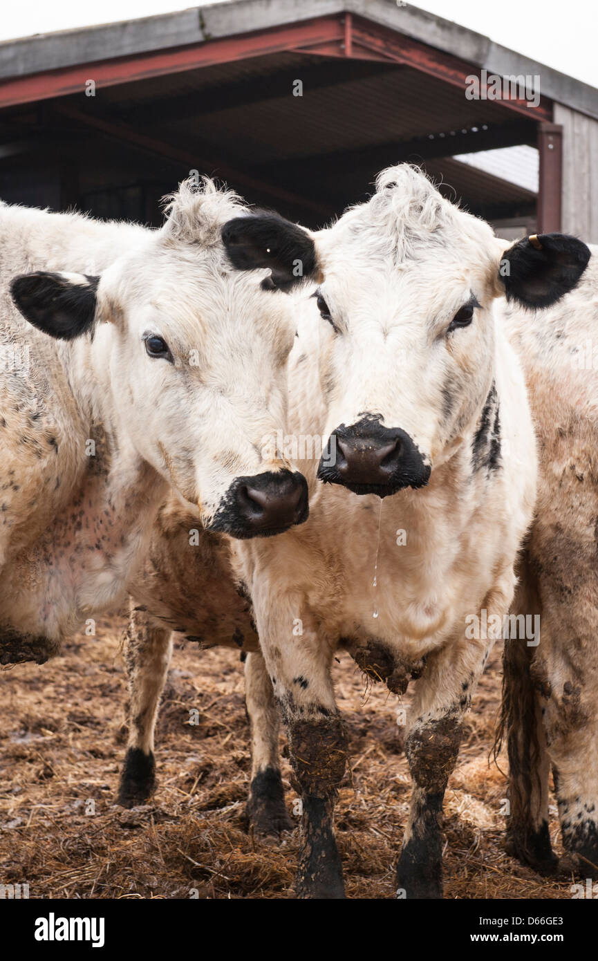 Vowley Farm , Royal Wootton Bassett , Wilts , British White Whites cow ...