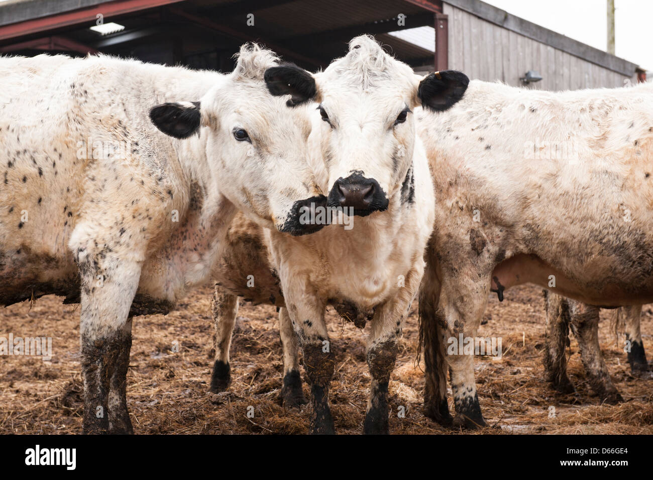 Vowley Farm Royal Wootton Bassett Wilts British Whites White cow cows ...