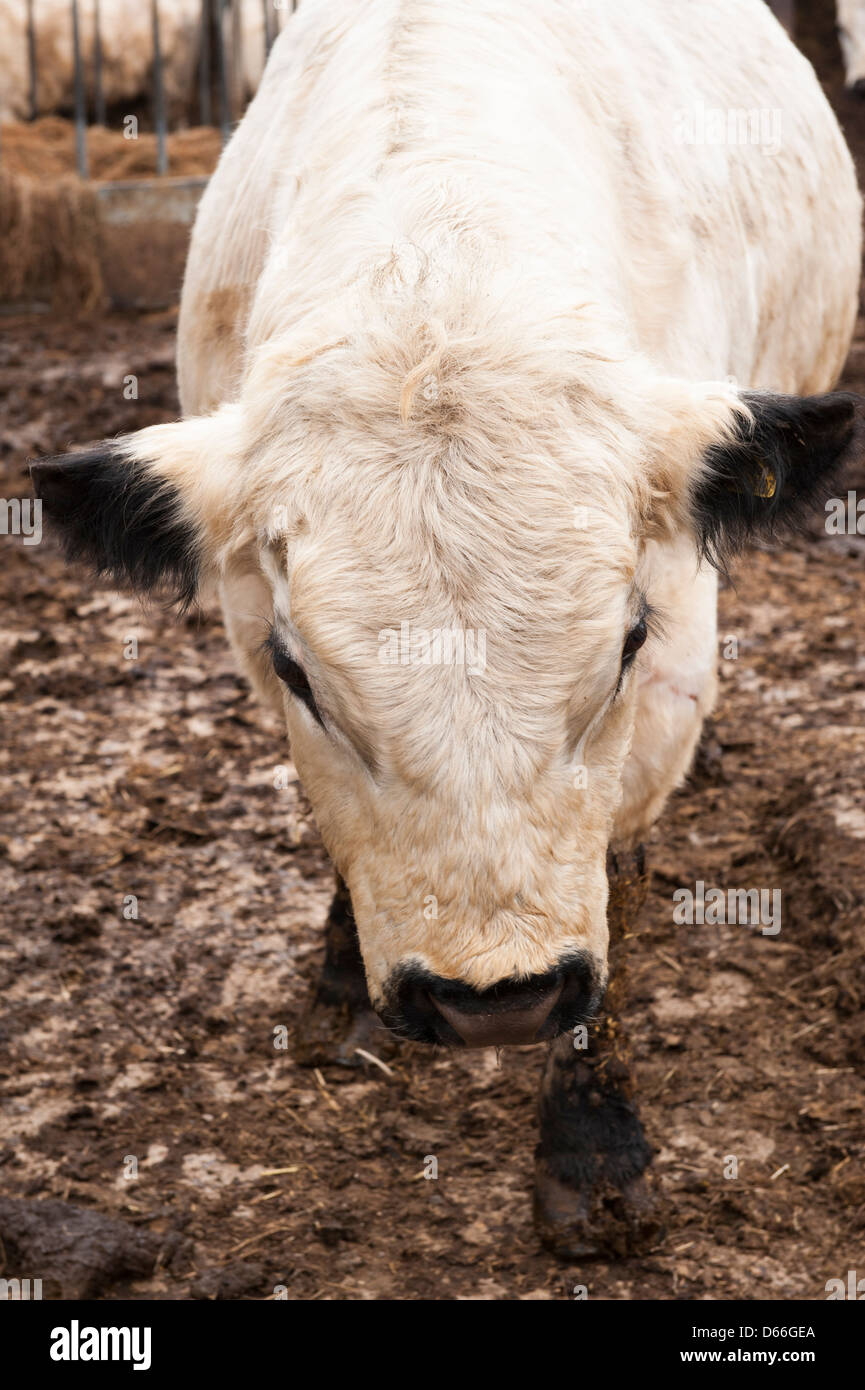 Vowley Farm , Royal Wootton Bassett , Wilts , British White bull cow ...