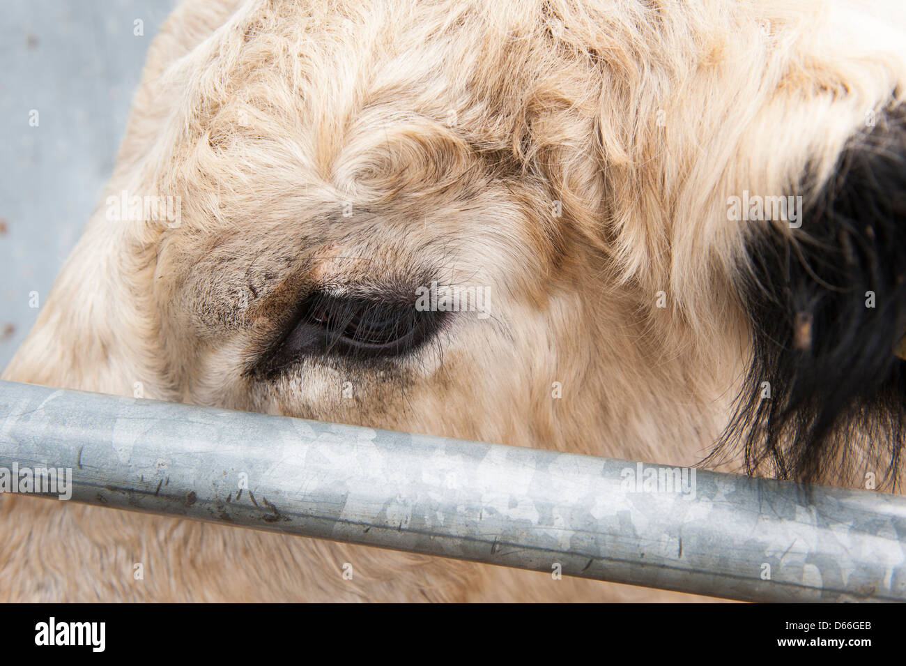 Vowley Farm , Royal Wootton Bassett , Wilts , British White bull cow ...