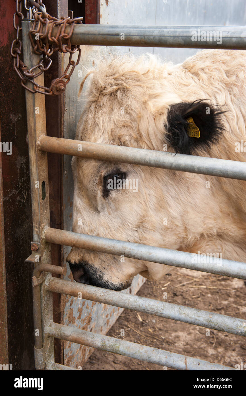 Vowley Farm , Royal Wootton Bassett , Wilts , British White bull cow ...