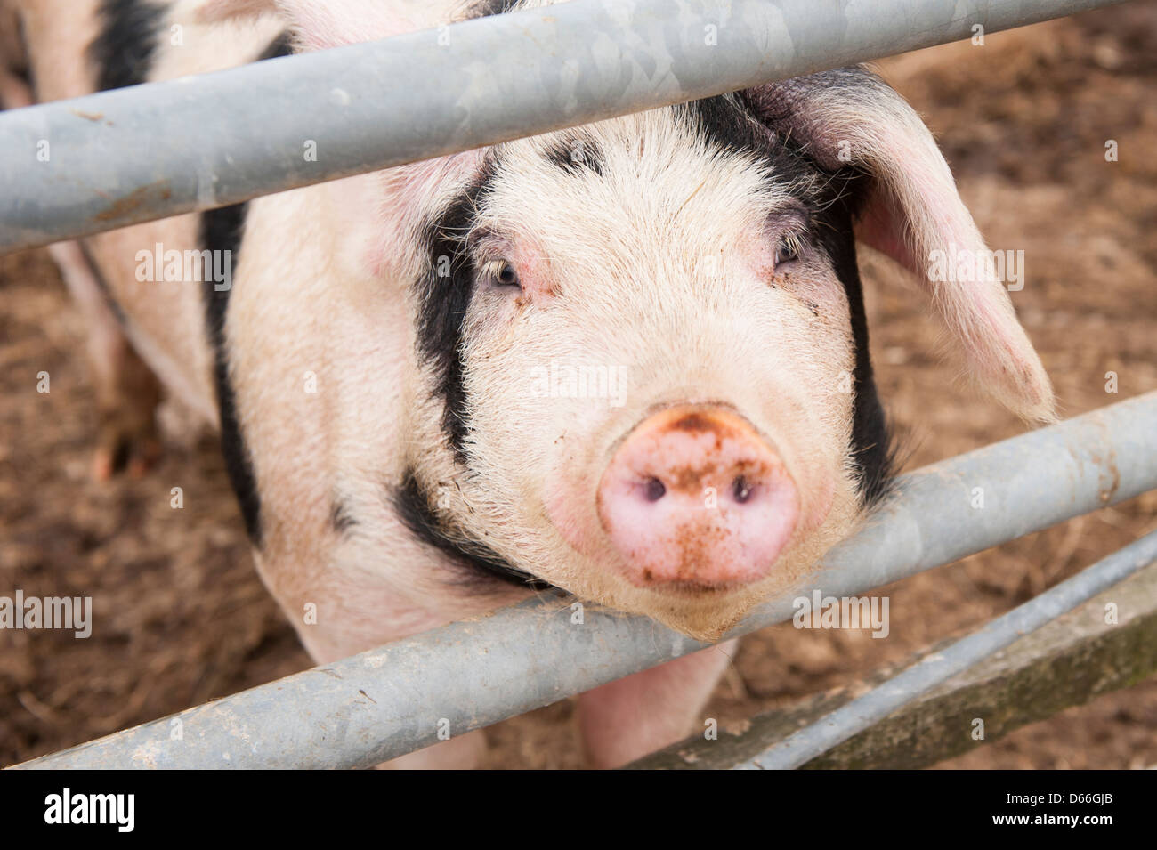 Vowley Farm Royal Wootton Bassett Wilts English Gloucester Old Spot ...