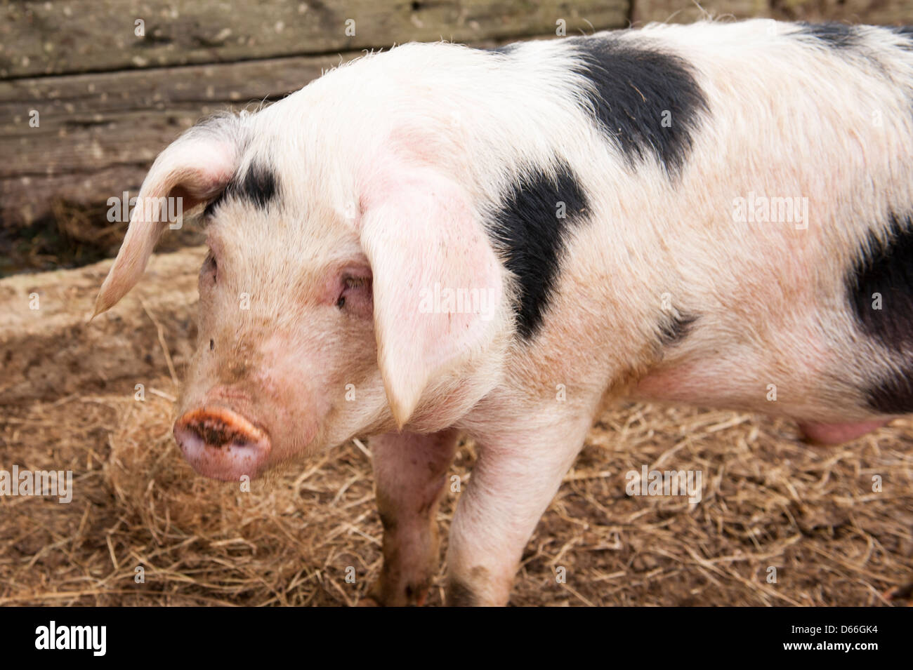Gloucestershire Old Spots Pig High Resolution Stock Photography and ...
