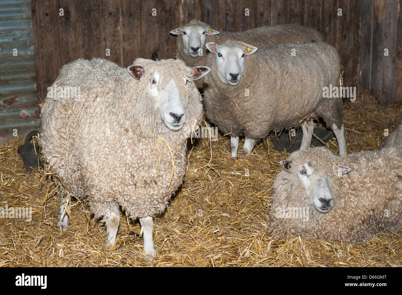 Cotswold lion sheep hi-res stock photography and images - Alamy