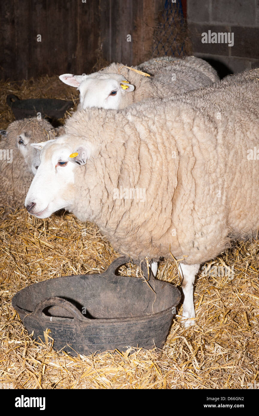 Vowley Farm Royal Wootton Bassett Wilts ewe sheep labour labor ...