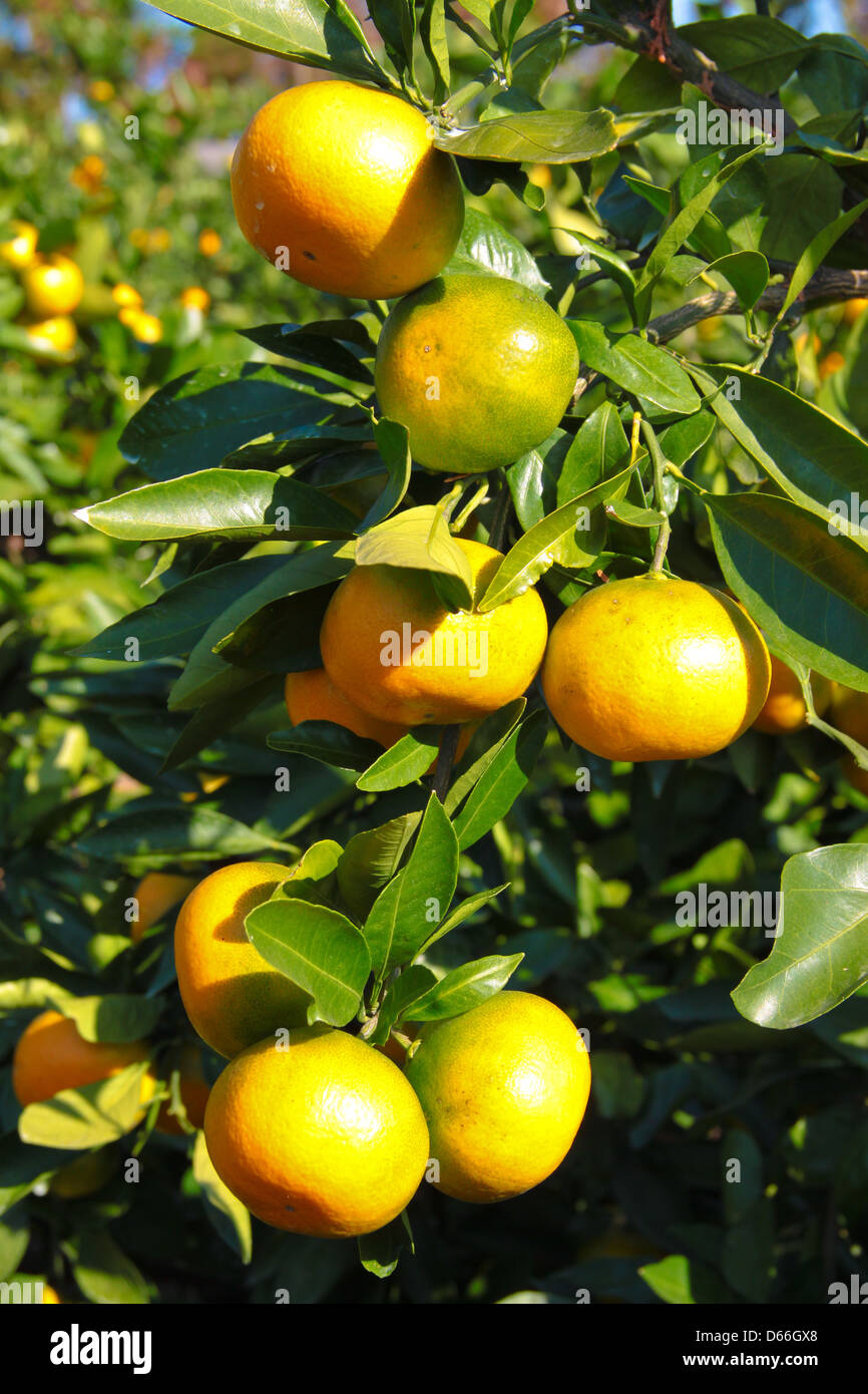 Jeju fruit hi-res stock photography and images - Alamy