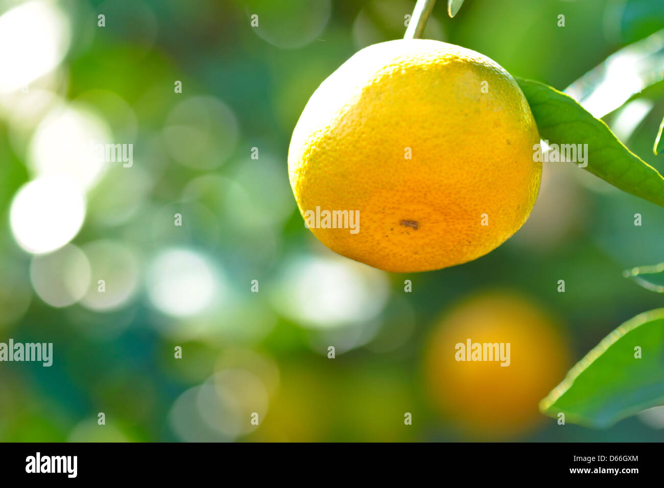 Tangerine orange closeup Stock Photo - Alamy