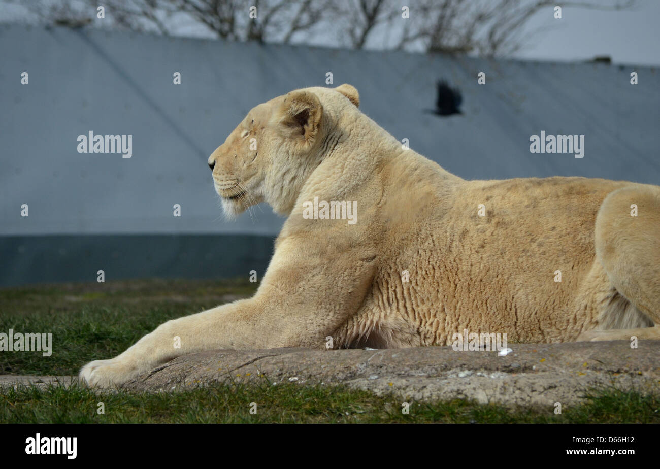 White lioness hi-res stock photography and images - Alamy
