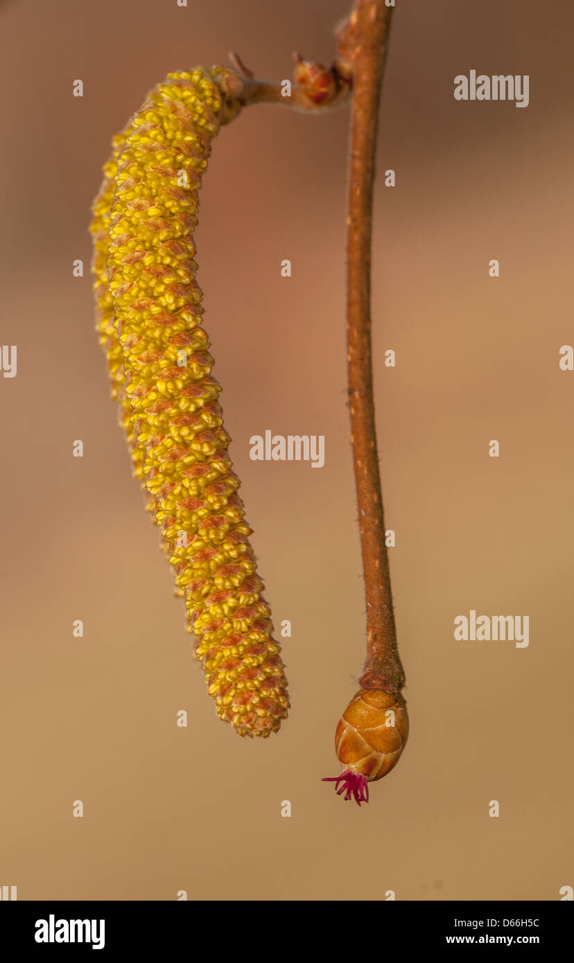 Female hazel flower hi-res stock photography and images - Alamy