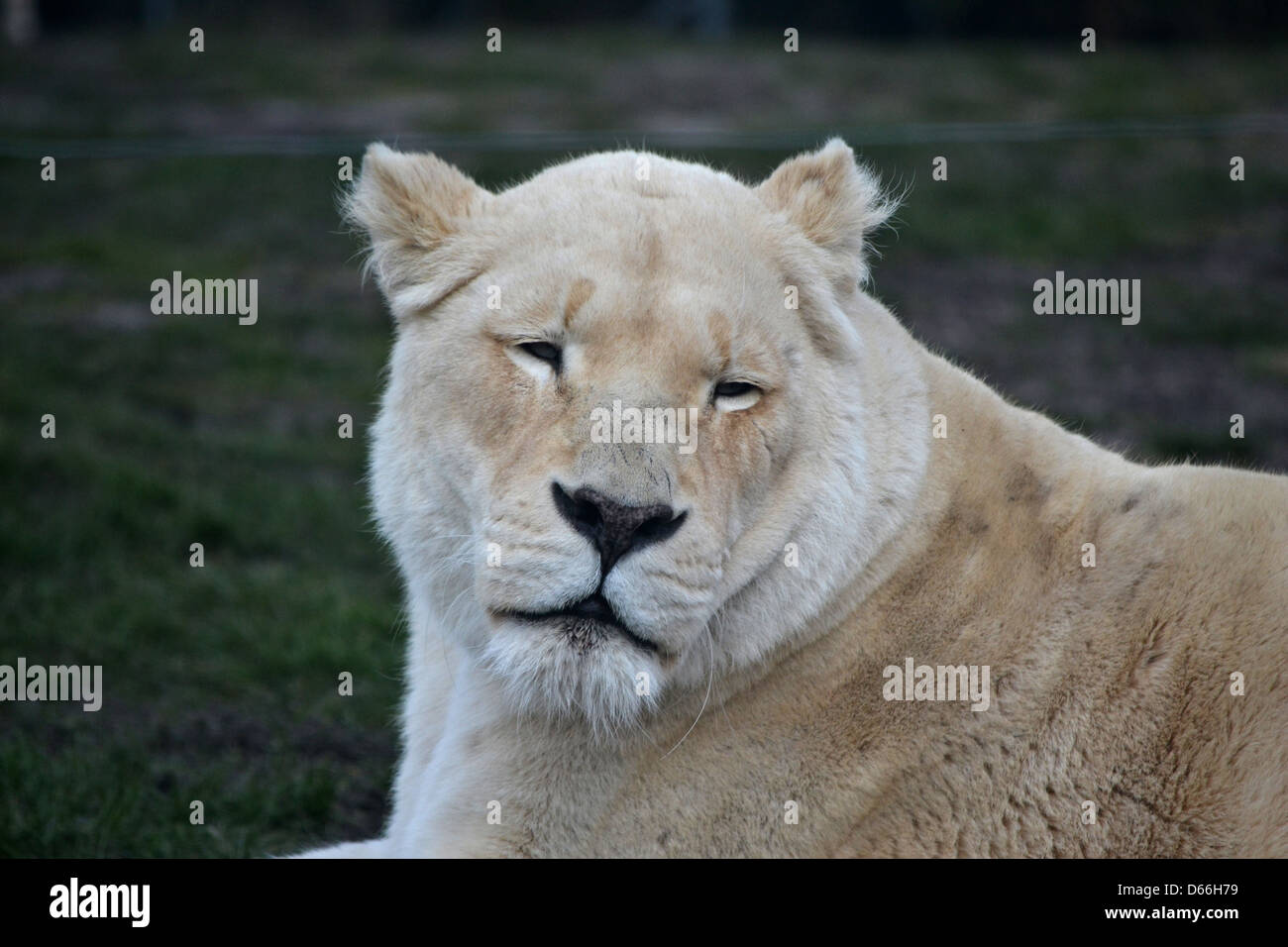 White lioness hi-res stock photography and images - Alamy