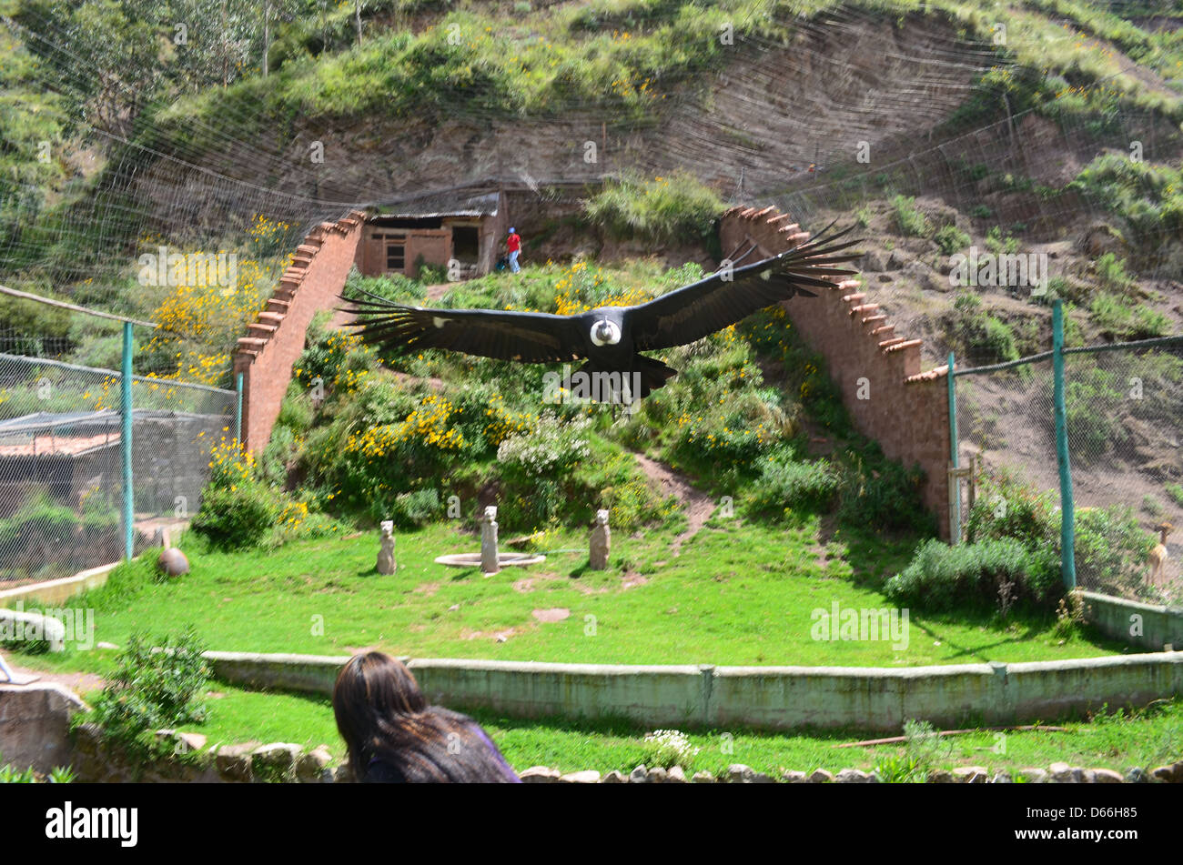 An Andean Condor flies in front of tourists at an animal rescue centre ...