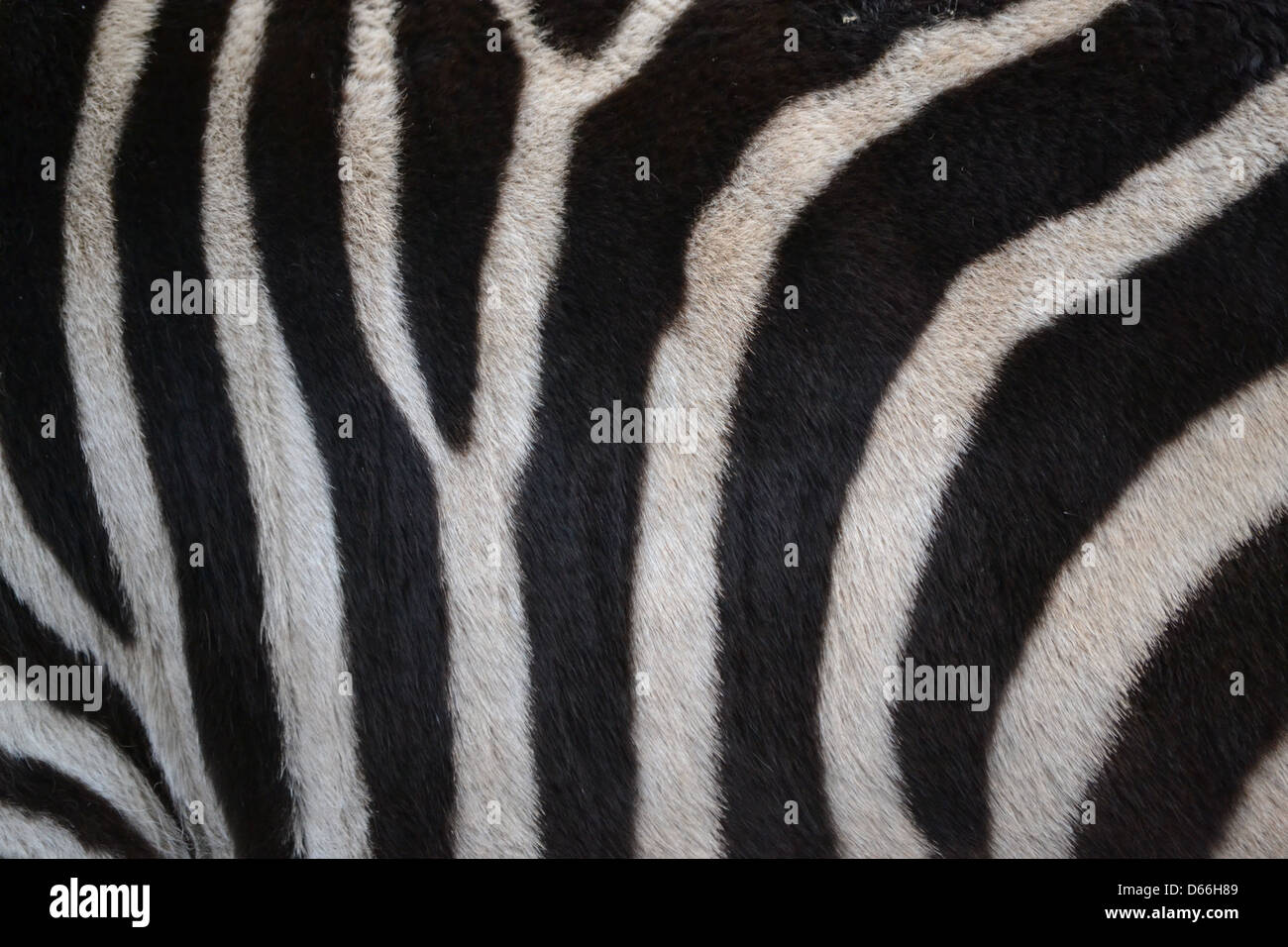 Burchells Zebra Fur Stock Photo - Alamy