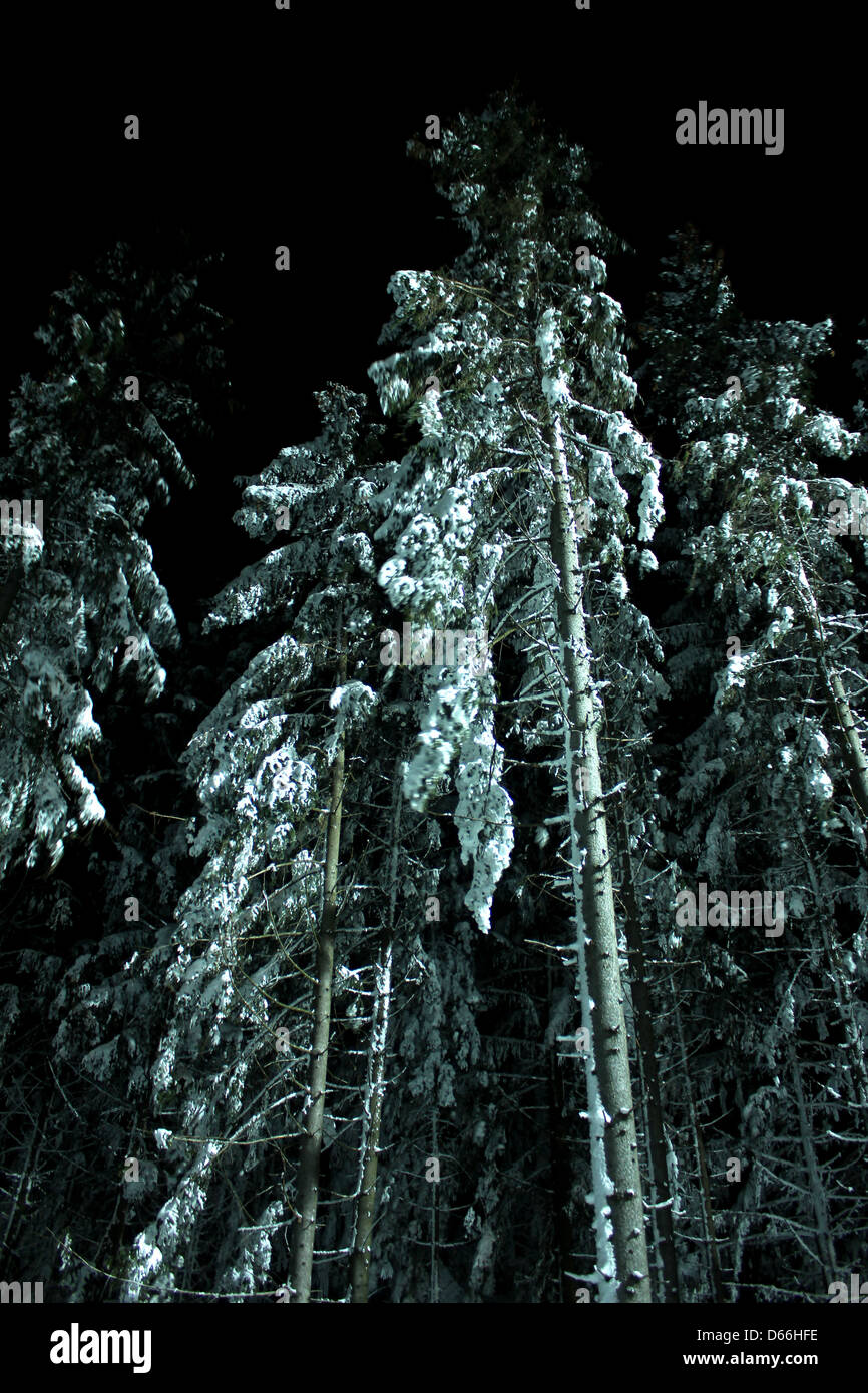 snow trees at night Stock Photo - Alamy